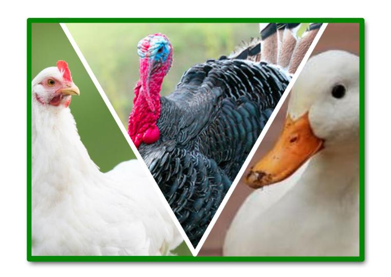 Pollos pavos y patos archivos - La Dehesa de Lema